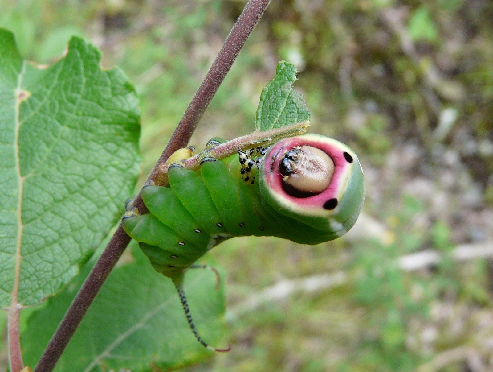 La Grande Queue fourchue, Cerura vinula (Linnaeus 1758) - LE BLOG DU ...