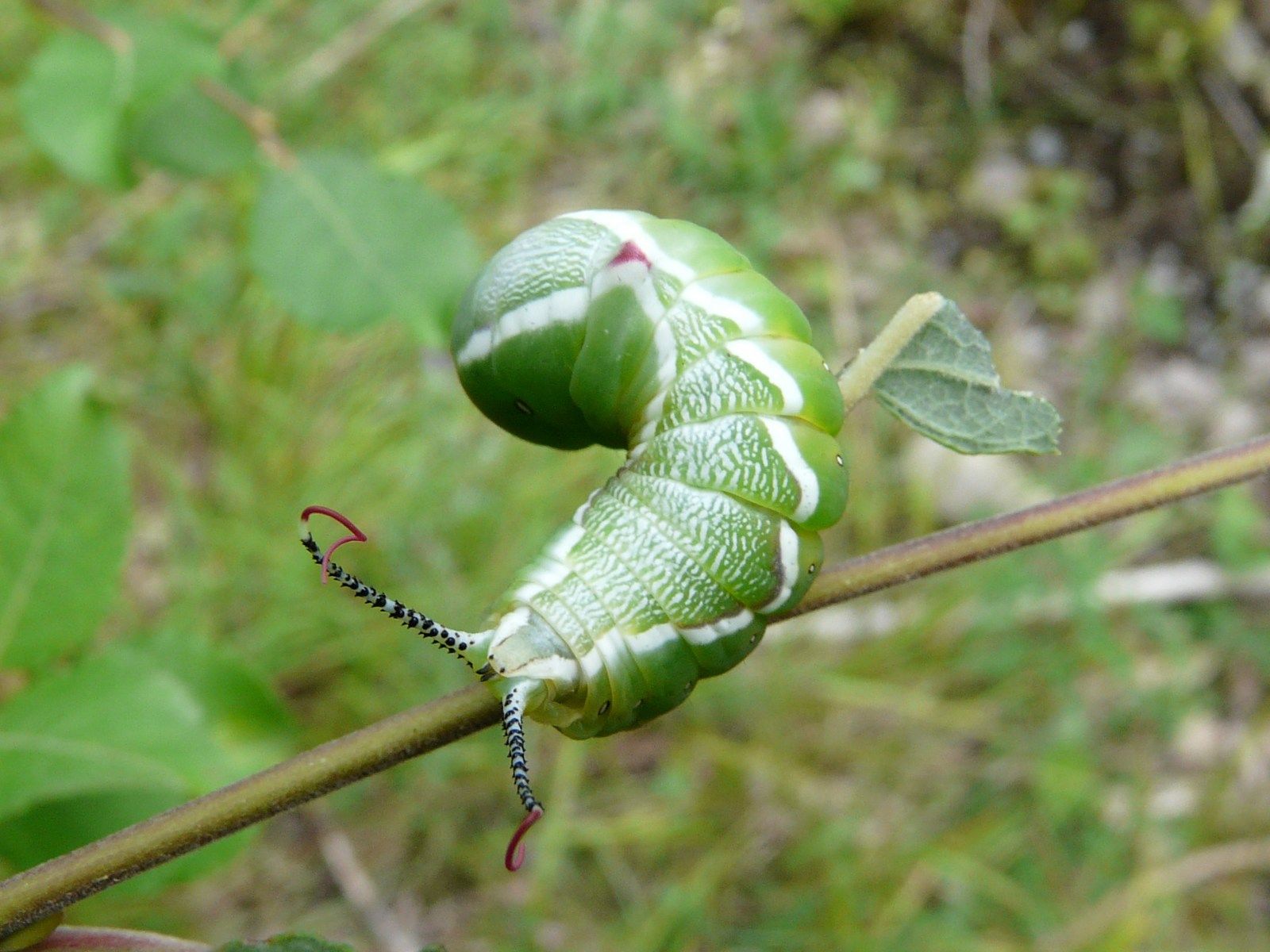 La Grande Queue fourchue, Cerura vinula (Linnaeus 1758) - LE BLOG DU ...
