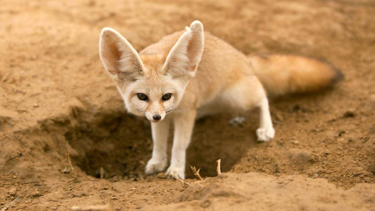 Le fennec - Sos Planete Sauvage