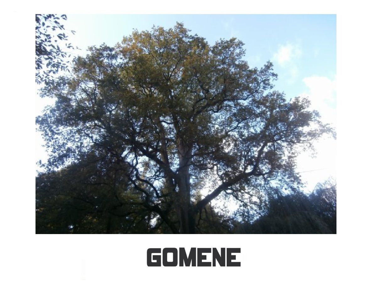 Gomené (x 12) - poudouvre