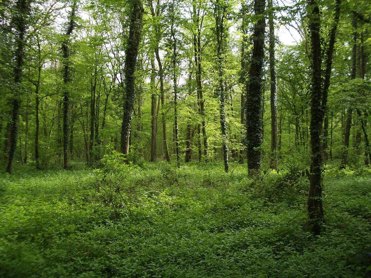 FORET DE PHALEMPIN - BLOG RANDONNEE ET TOURISME