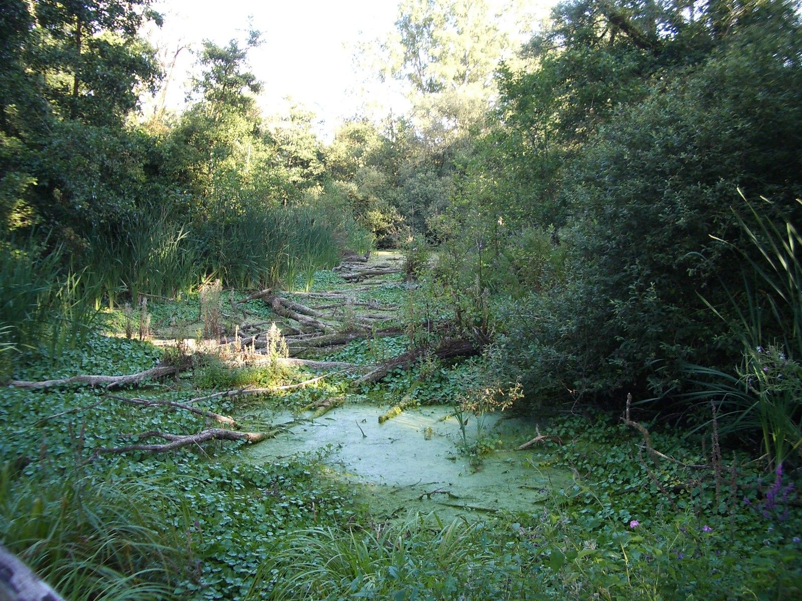 MARAIS DE CAMBRIN ET ANNEQUIN - BLOG RANDONNEE ET TOURISME