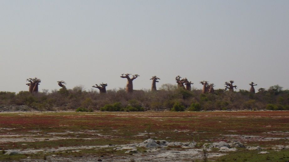 Andavadoaka (Madagascar) - Les Globe-Croqueurs