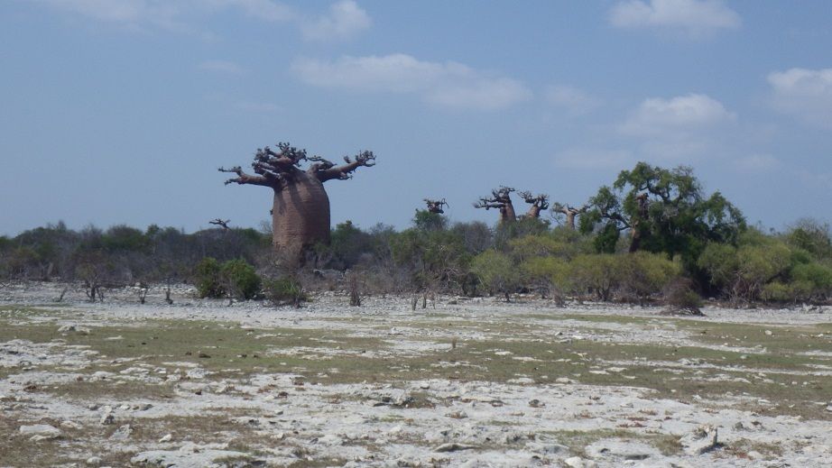 Andavadoaka (Madagascar) - Les Globe-Croqueurs