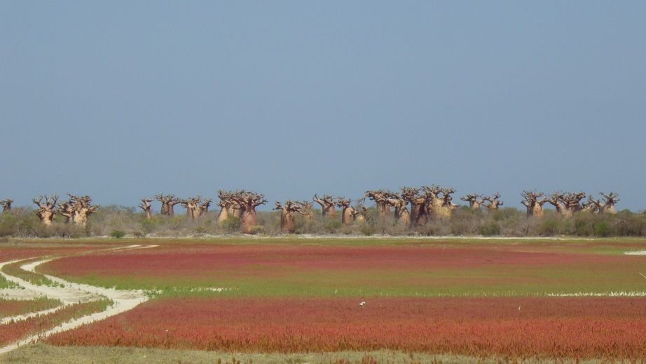 Morombe, Manja et Ankilimanjaka (Madagascar) - Les Globe-Croqueurs