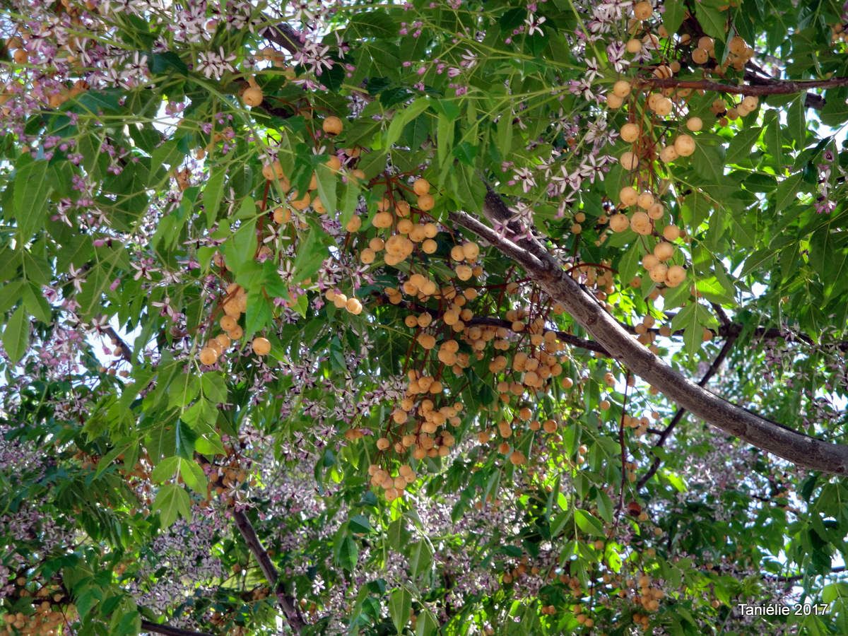 22 - Le Margousier un arbre qui sait tout faire - Une belle journée ici ...