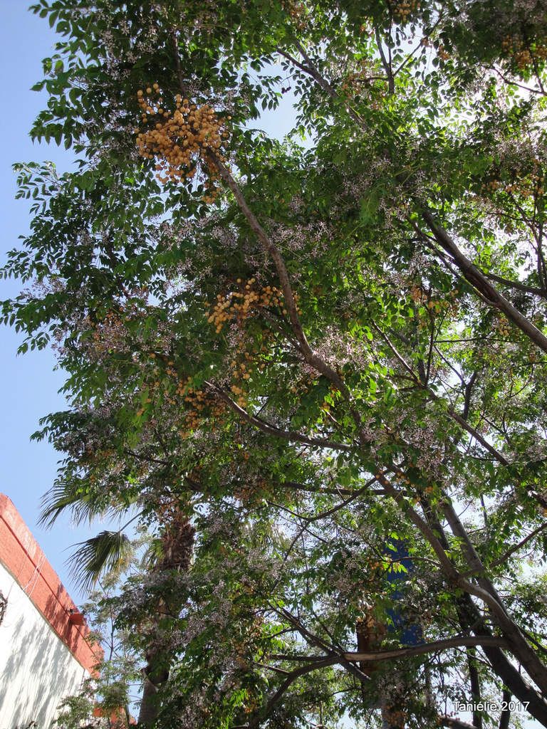 22 - Le Margousier un arbre qui sait tout faire - Une belle journée ici ...