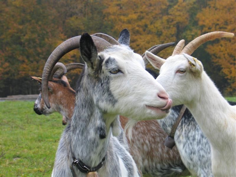 LA FERME DES SUREAUX - Chèvrerie bio - Magasin à la ferme - Paliseul ...