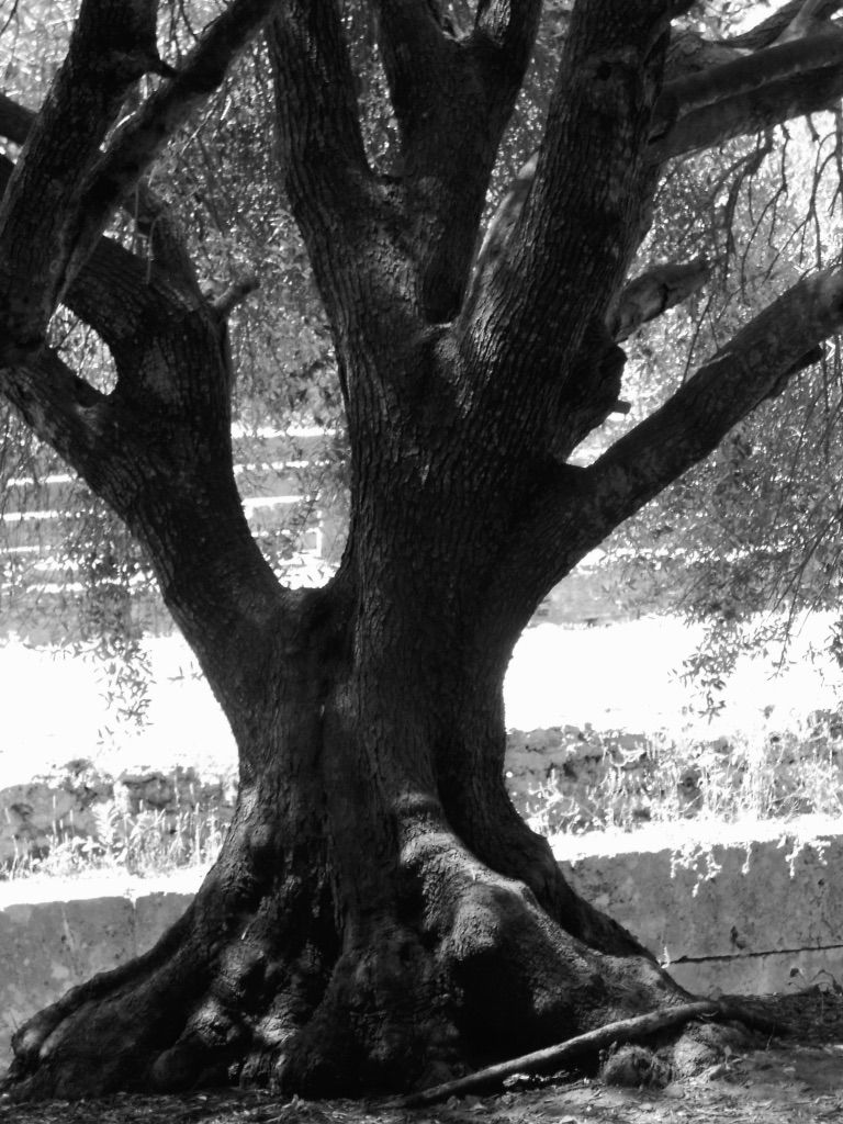 Les arbres sont noirs (Poème de Blanche Balain) - www.aurelia.myrtho.com