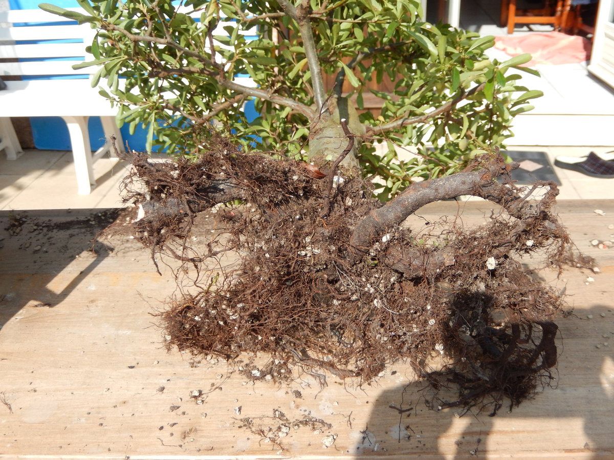 Pyracantha coccinea - buisson ardent - Armand Bonsaï