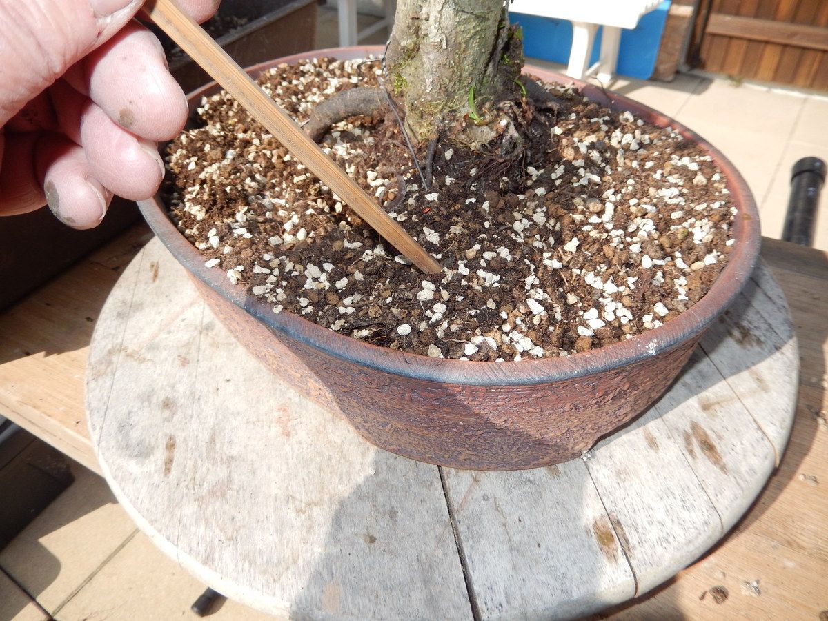 Pyracantha coccinea - buisson ardent - Armand Bonsaï