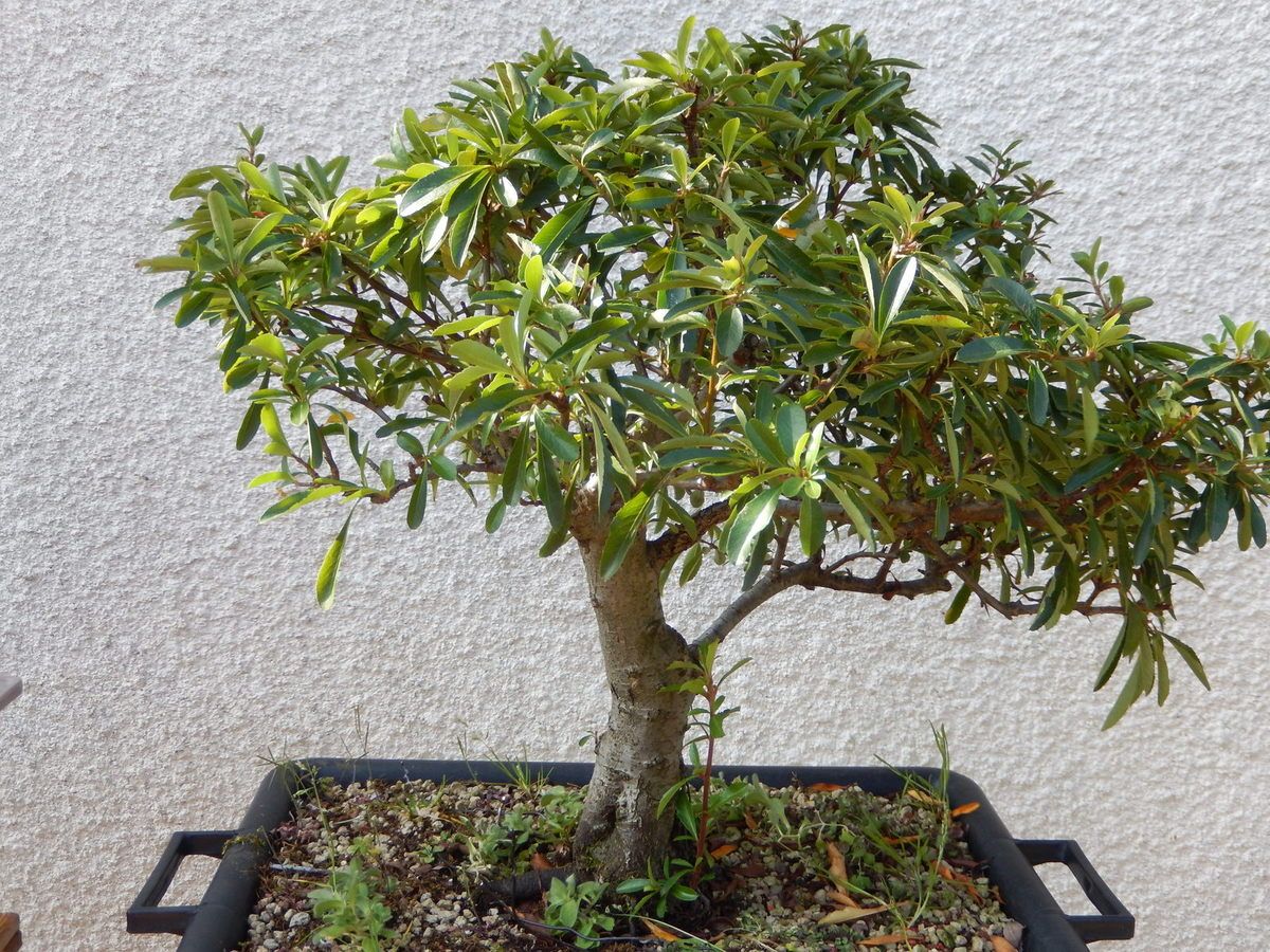 Pyracantha coccinea - buisson ardent - Armand Bonsaï