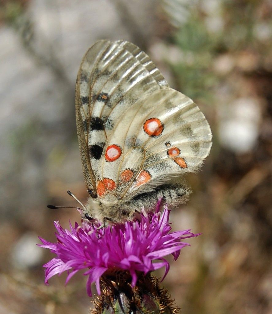 A la découverte des papillons des Alpes de Haute-Provence : l'Apollon ...