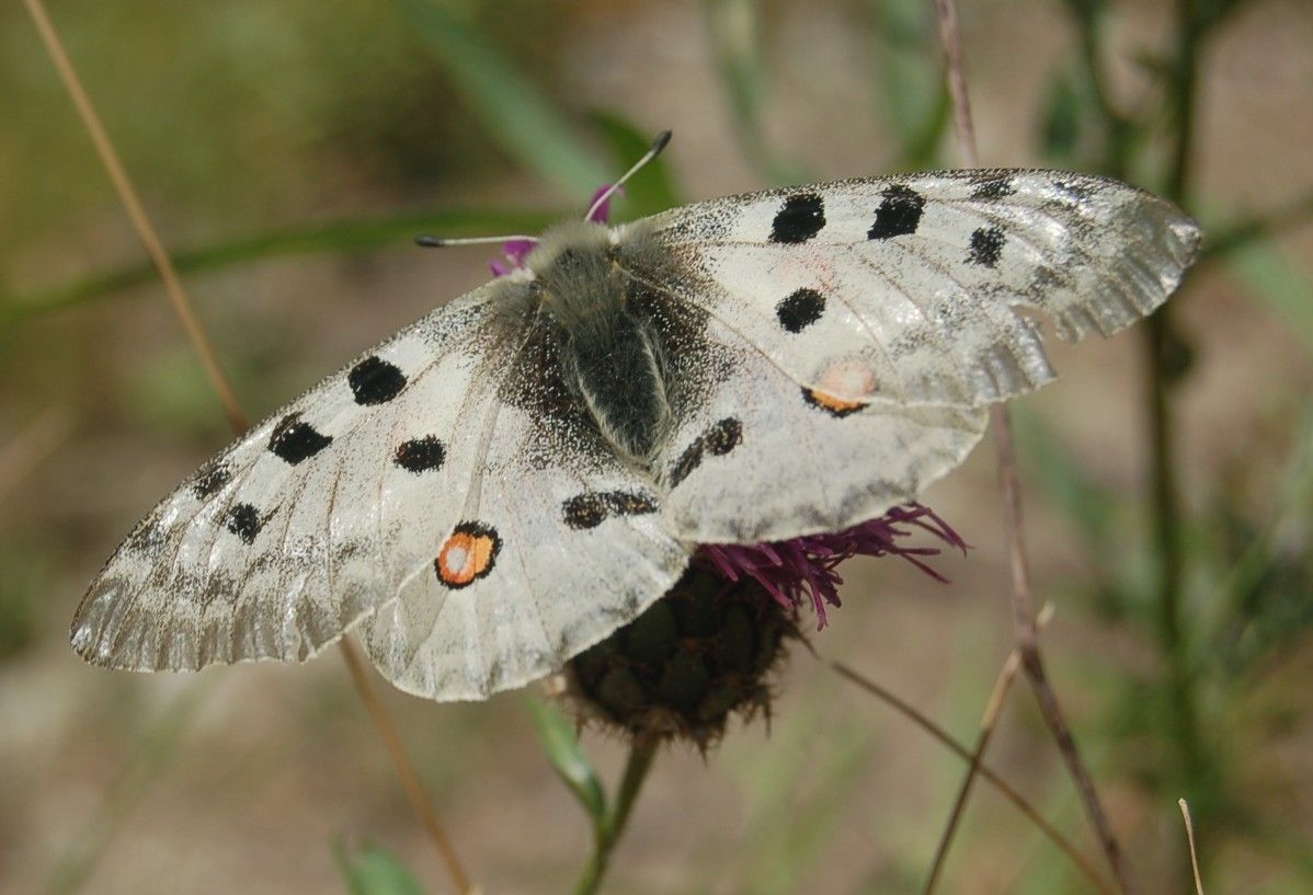 A la découverte des papillons des Alpes de Haute-Provence : l'Apollon ...