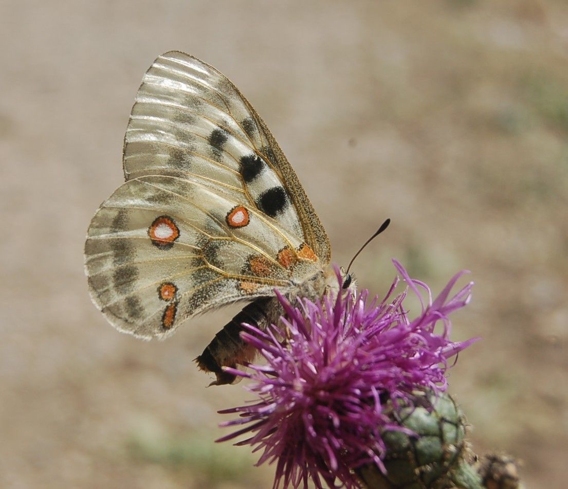 A la découverte des papillons des Alpes de Haute-Provence : l'Apollon ...