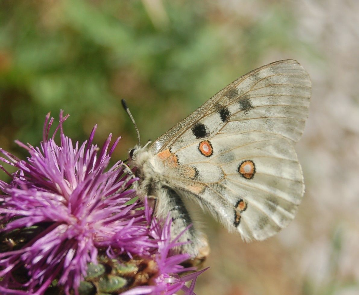 A la découverte des papillons des Alpes de Haute-Provence : l'Apollon ...