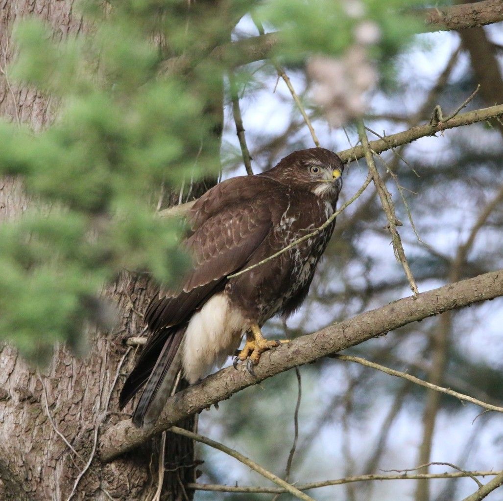 Buse variable - Ouest nature