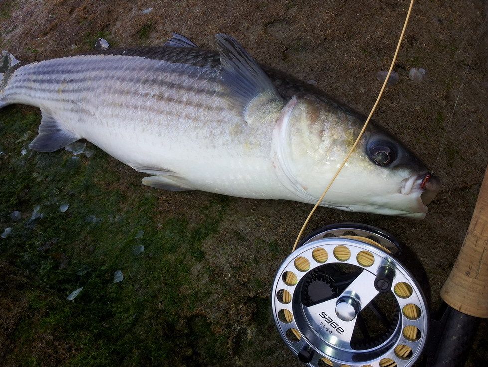 Le mulet à la mouche en étang marin - moucheenmer.over-blog.com