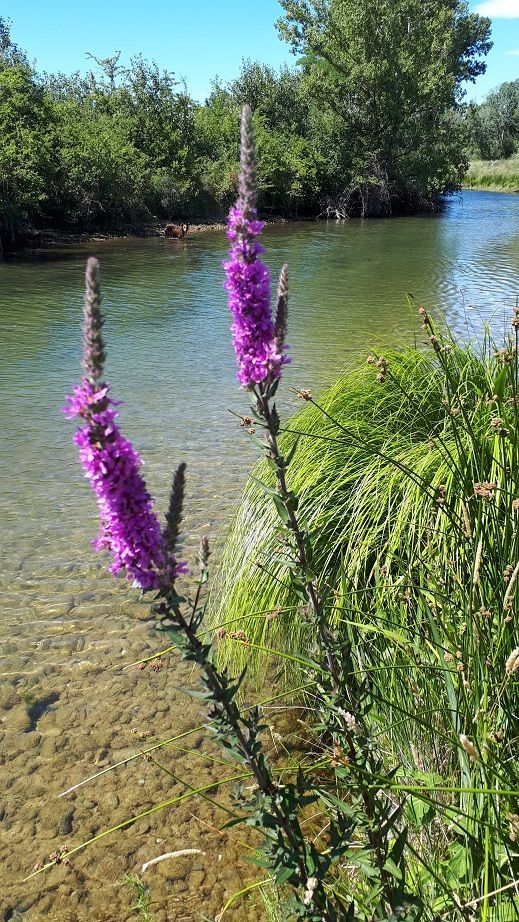 Flâner... - Au bout de mes rêves...