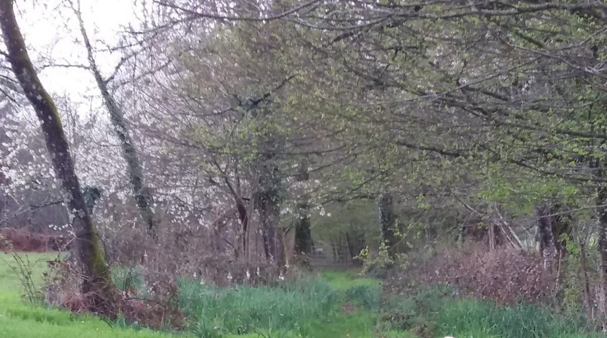 DES RACINES ET DES AILES - Le petit cinématographe