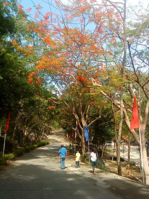 Fire Tree in Cebu, Philippines - My Subject