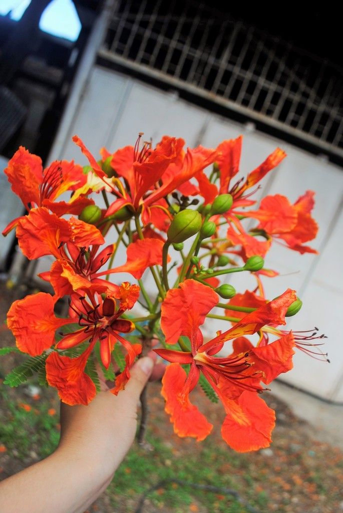 Fire Tree in Cebu, Philippines - My Subject