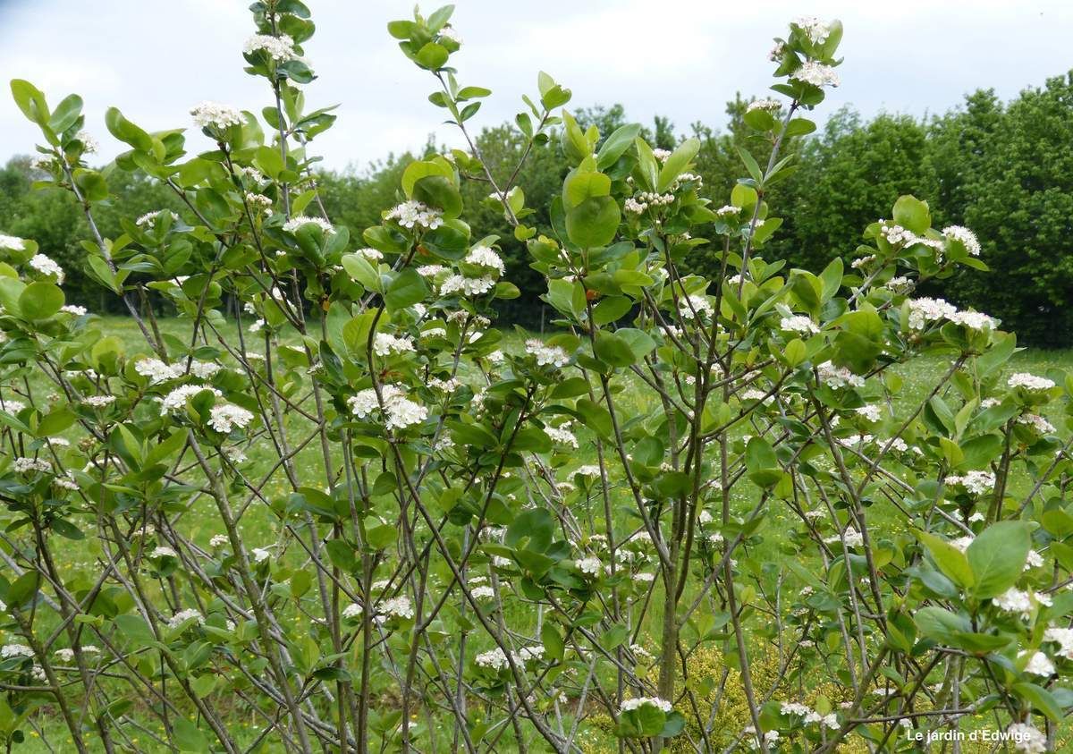 Aronie à fruits noirs - Aronia melanocarpa. - Le jardin d'Edwige.