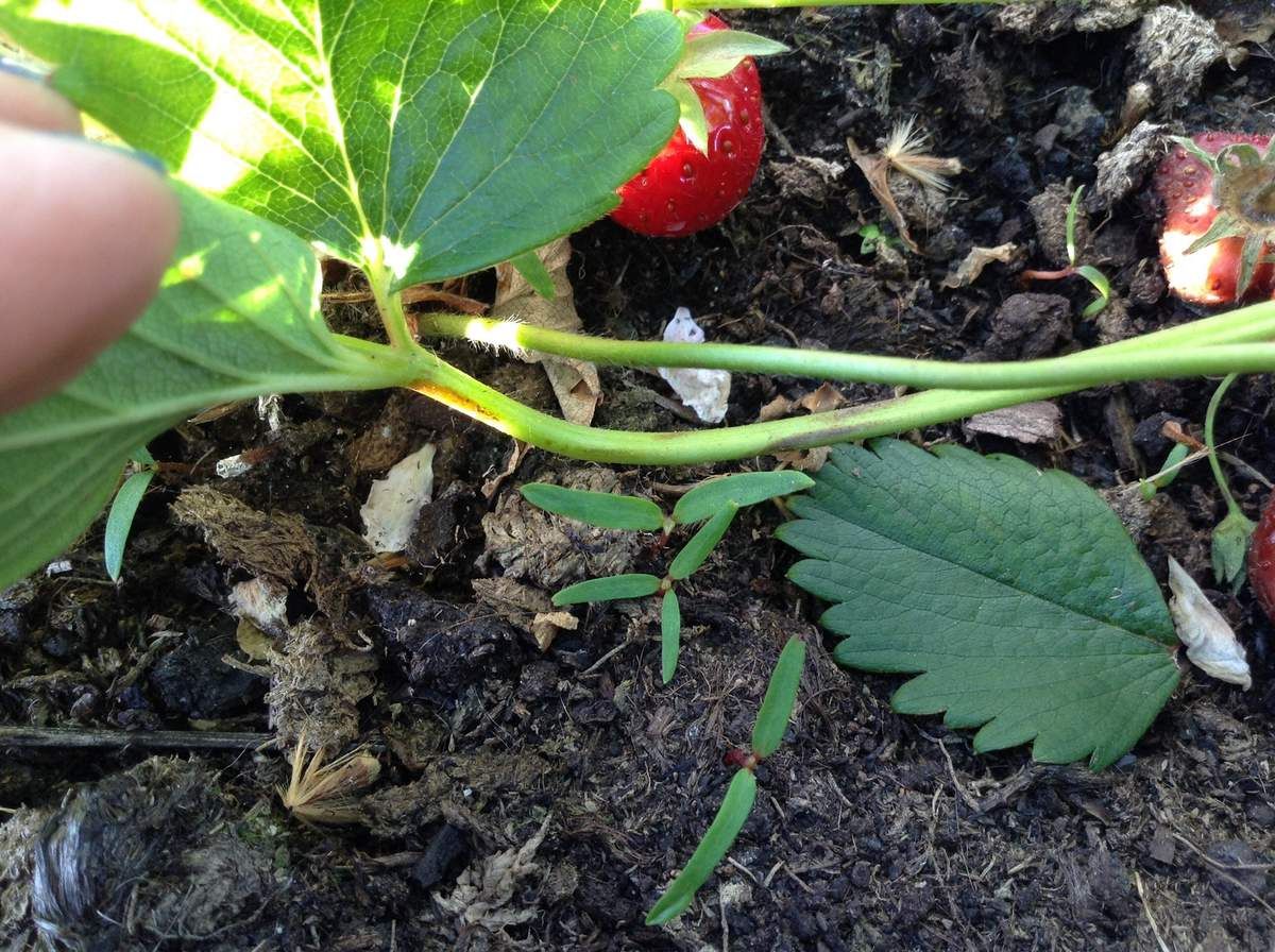 Les fraisiers de l'été (en pot et en graines) - Le blog botanique de ...