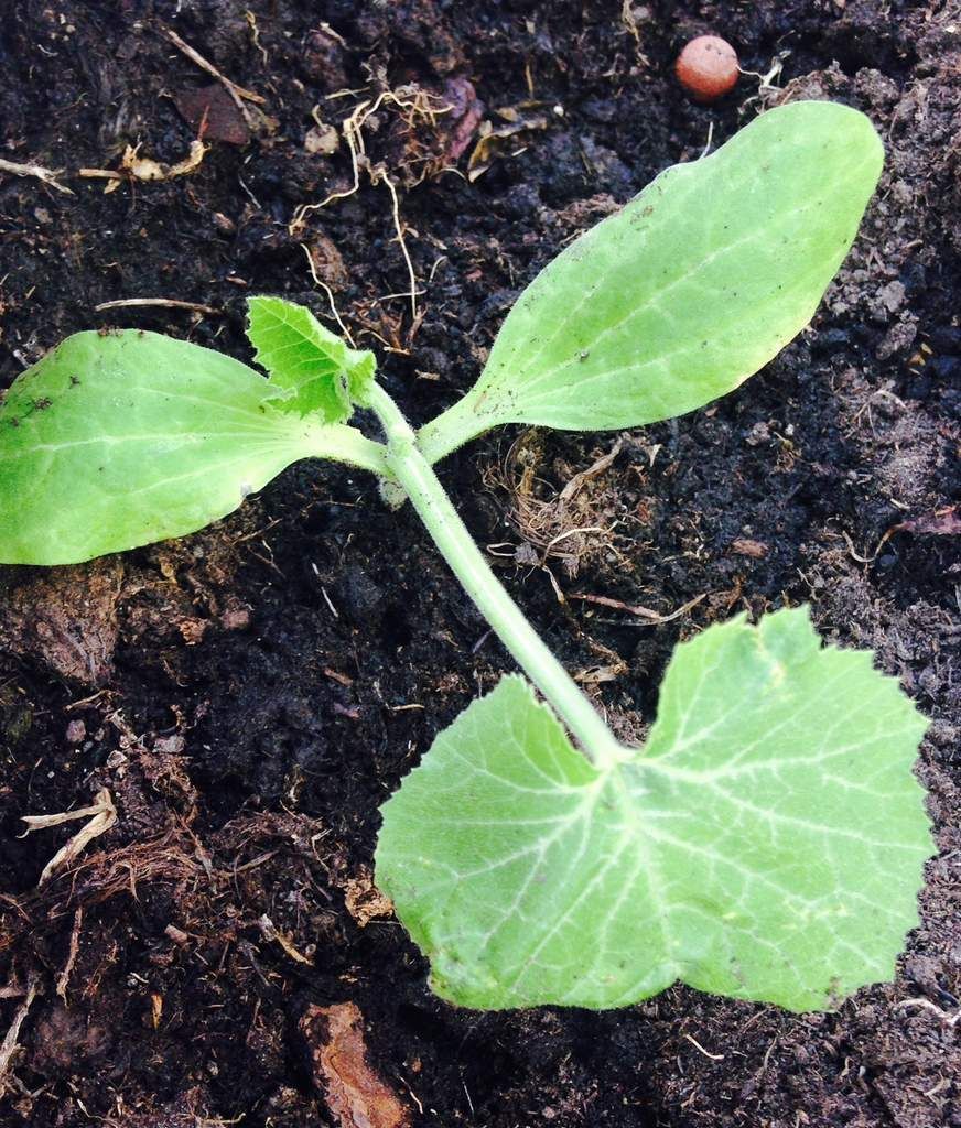 Le semis de courgettes 2016, essai tardif mais essai quand même - Le ...