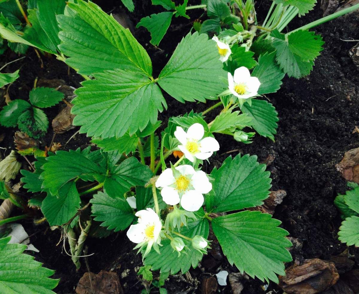 Les fraises 2017 sont en fleurs et même un peu plus - Le blog botanique ...