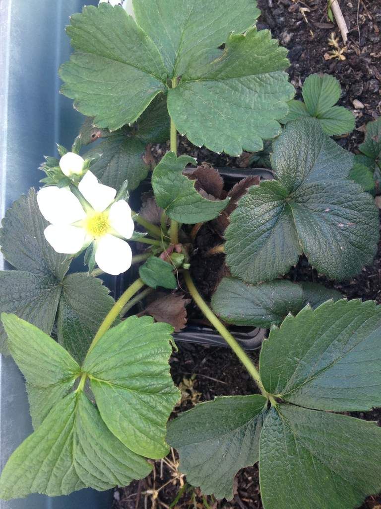 La première fleur de fraisier est là ! (nous sommes le 17 avril) - Le ...