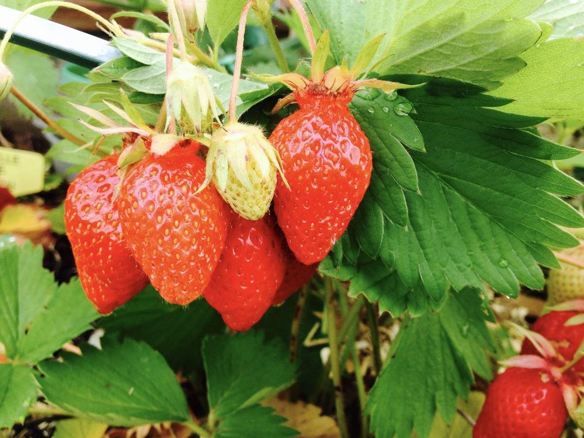 Les fraises du mois de juin...aperçu en images... - Le blog botanique ...