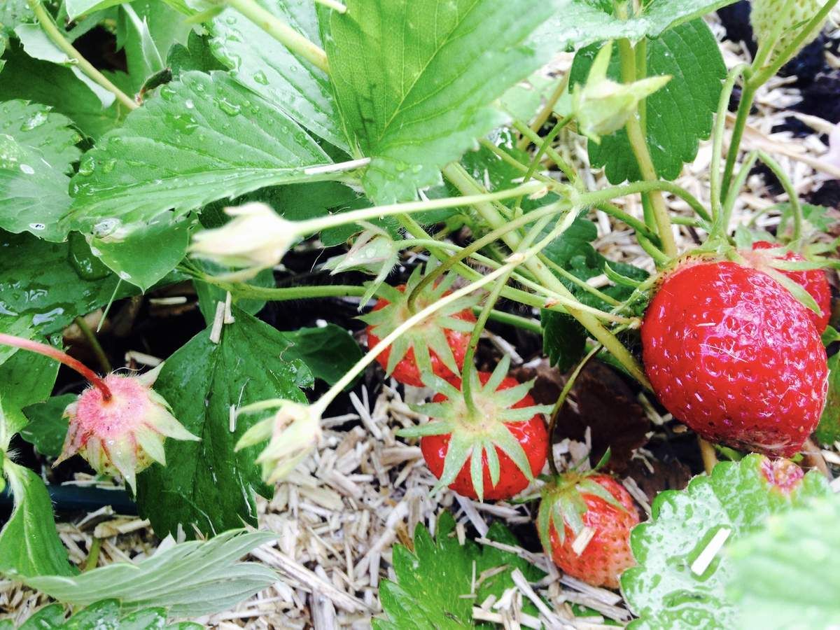 Les fraises du mois de juin...aperçu en images... - Le blog botanique ...