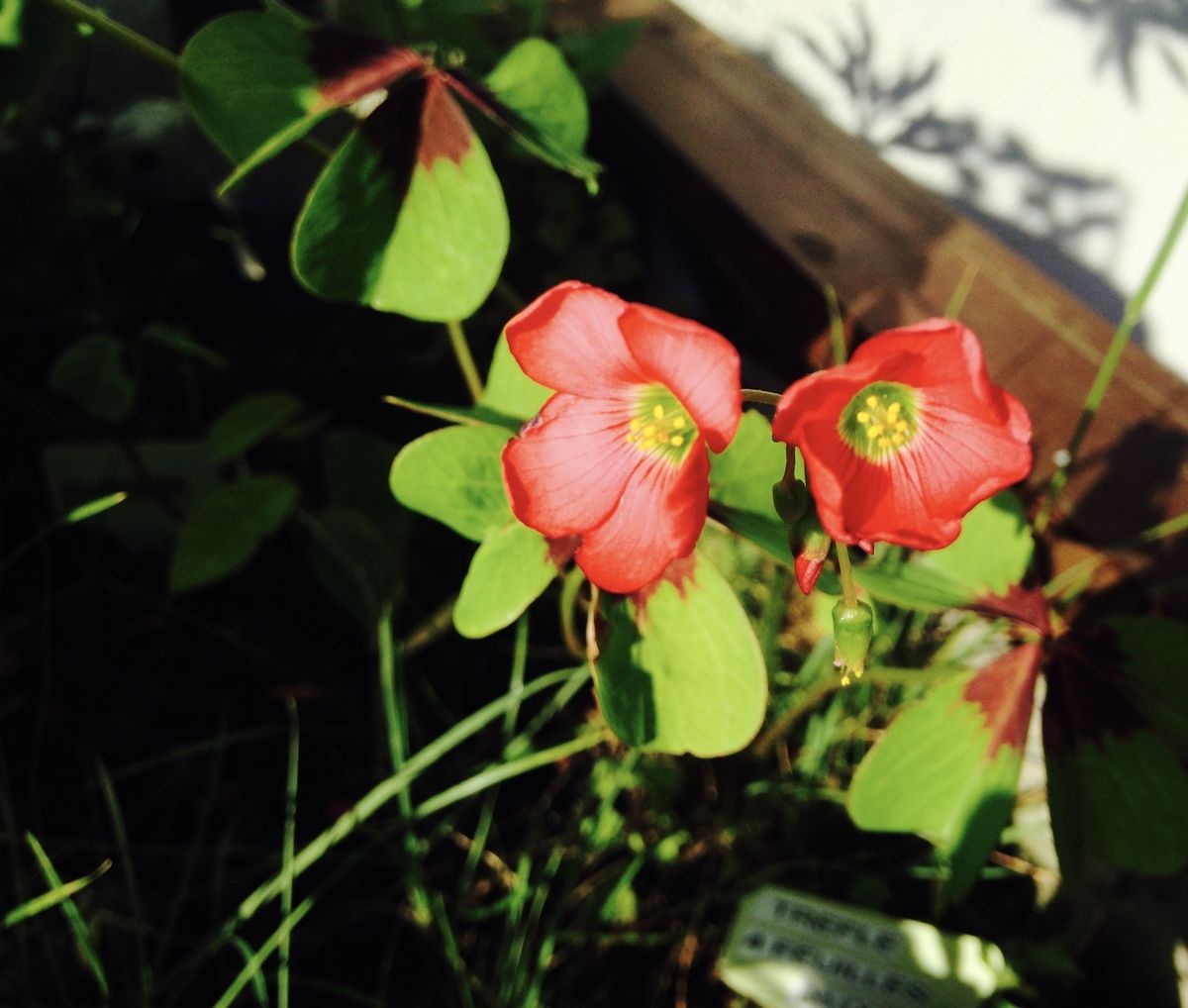 Semis de fleur de lin rouge, premier essai 2018 - Le blog botanique de ...