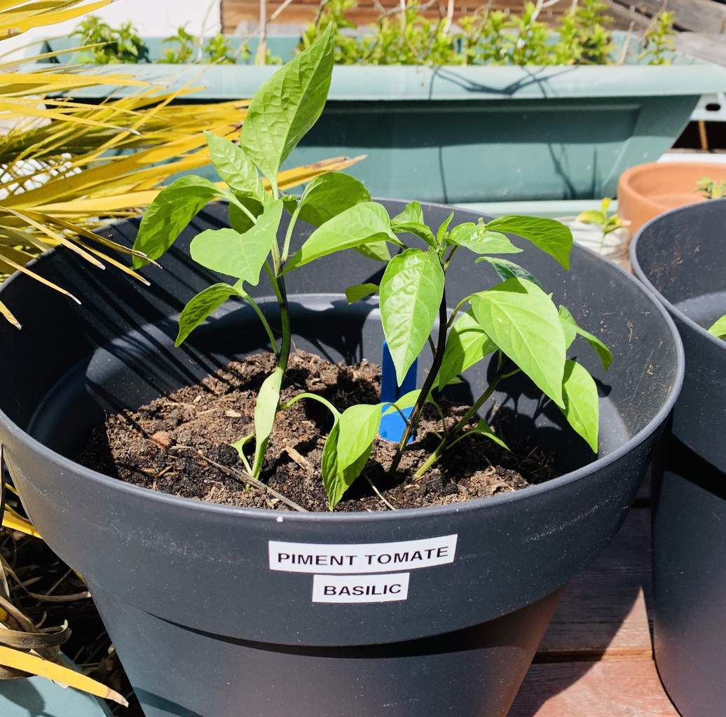 Semis de piment tomate, premier essai en 2019 - Le blog botanique de ...