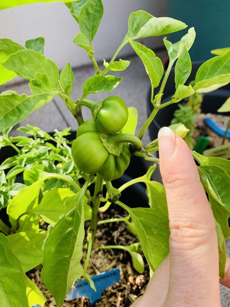 Semis de piment tomate, premier essai en 2019 - Le blog botanique de ...
