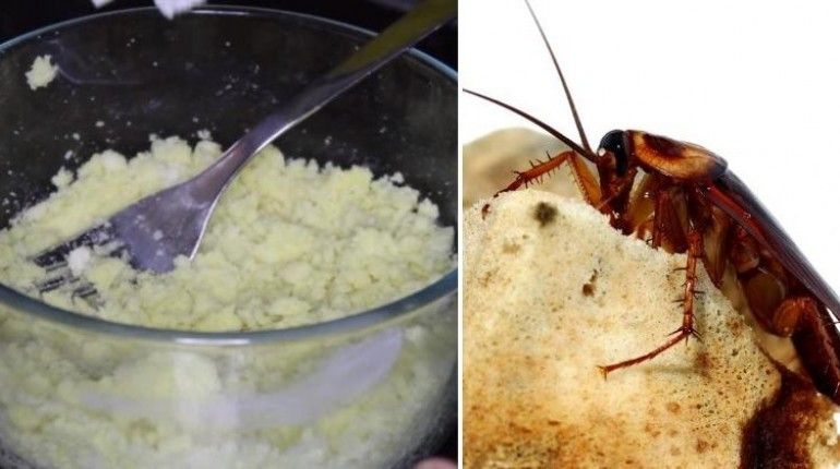 Voici la meilleure méthode pour se débarrasser des cafards pour ...
