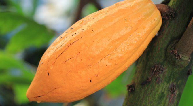 CACAOYER: CONSEILS D'ENTRETIEN - GIC ACTION PLUS DE MEBEM