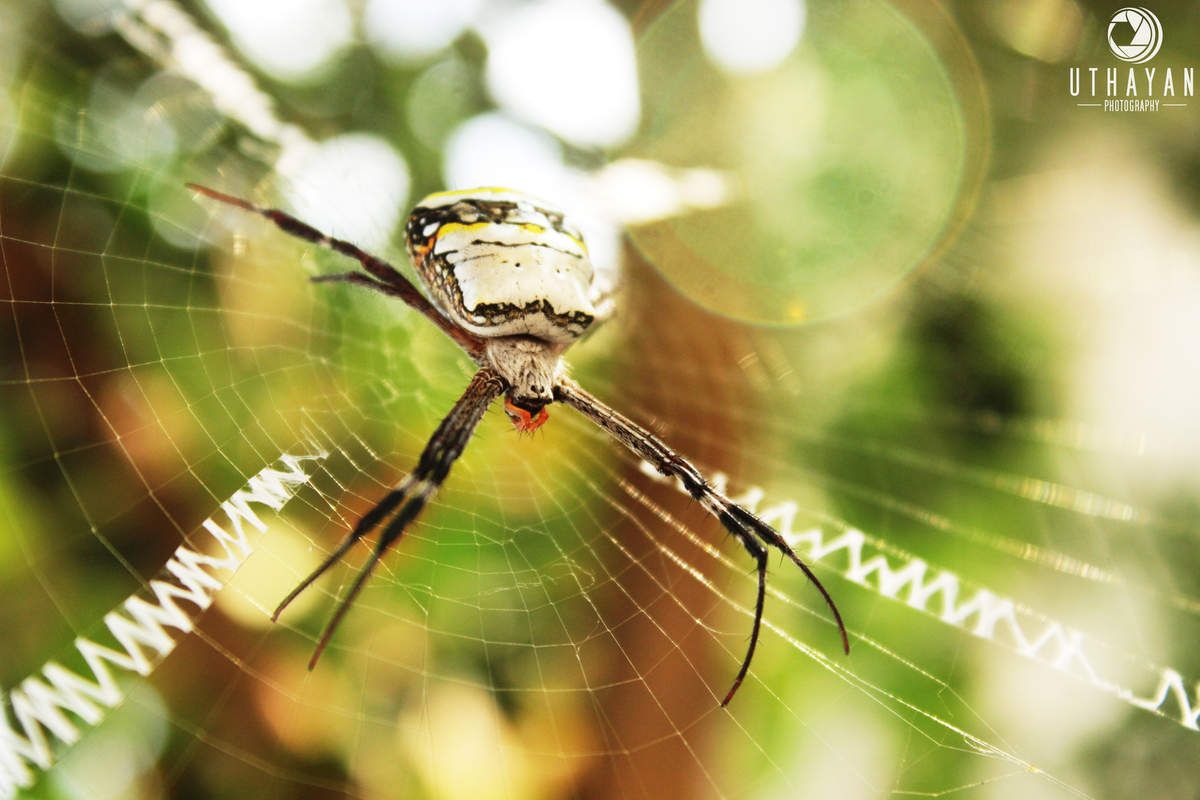 Spider.. - Photography,Graphic Dezigner