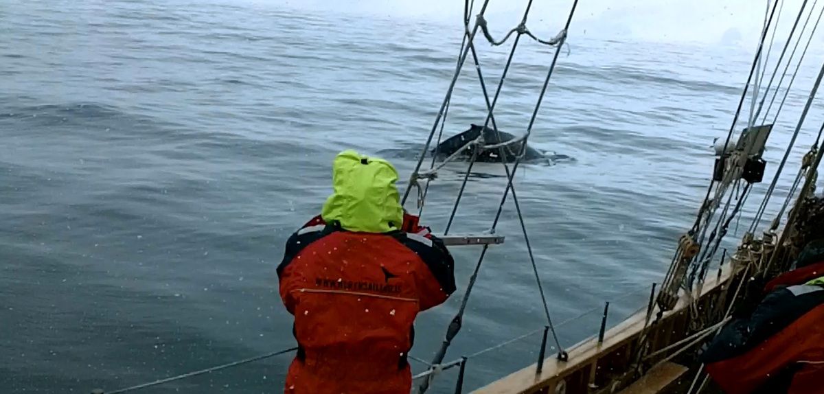 Húsavík, sortie en mer. - Instants Voyages