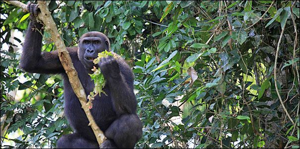 André Sohaing, un pionnier de l’hôtellerie au Cameroun - The Land