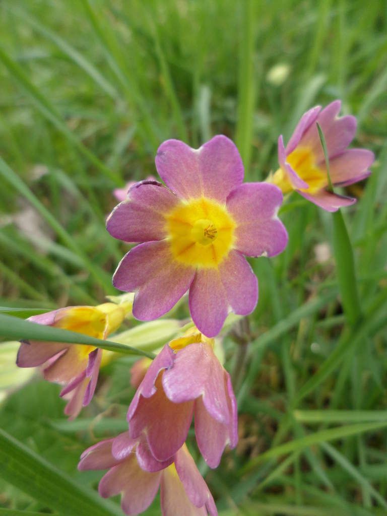 Fleurs de printemps - découverte nature dijonnaise