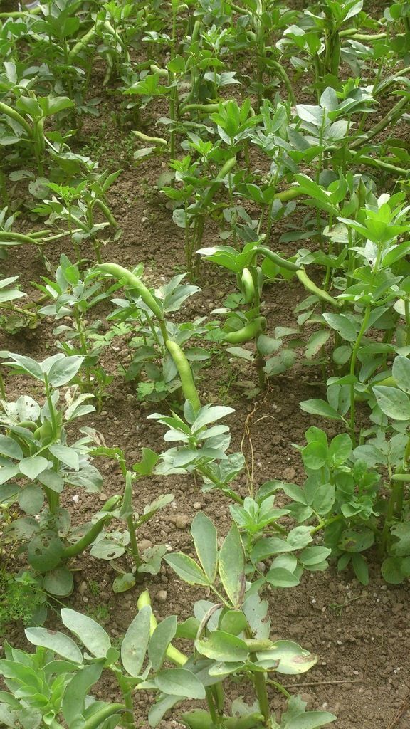 Visite du jardin de Jean Pierre Venot - Le blog de dakati