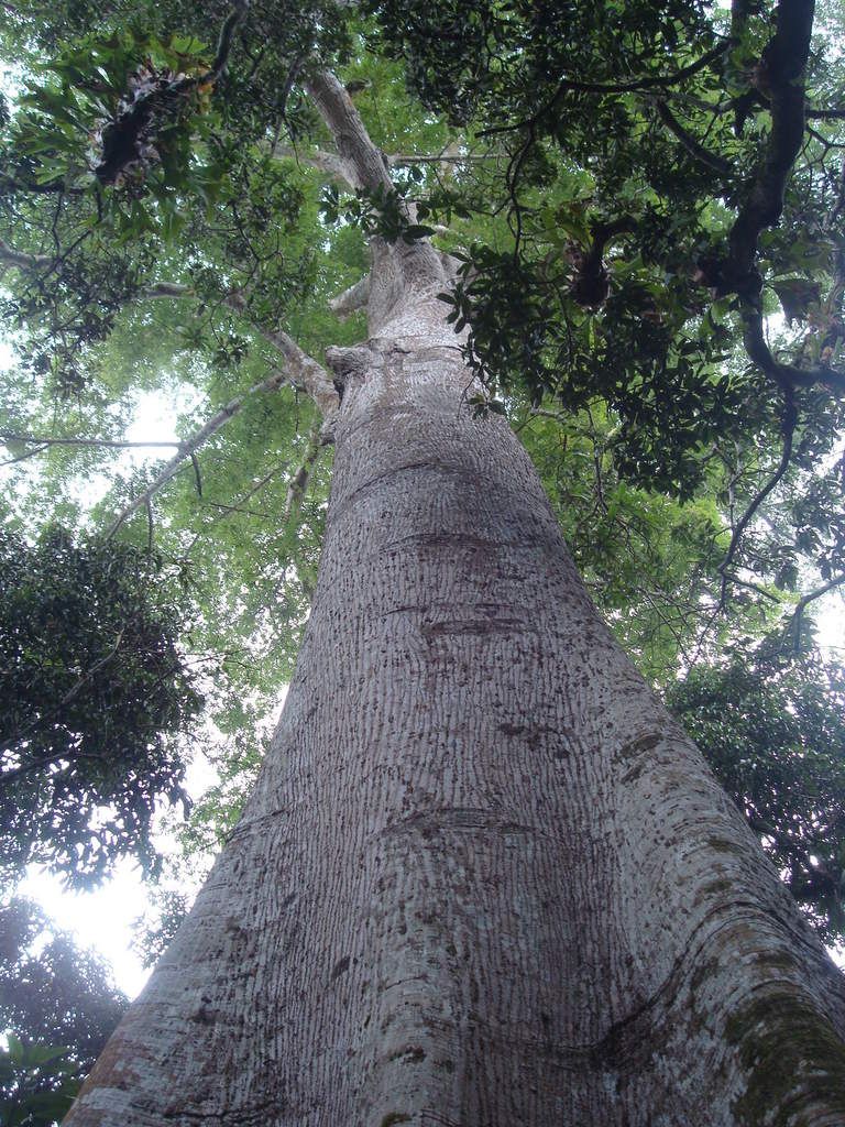 Château Vial, mont Kloto, cascade de Womé et retour à Lomé - Fin d ...