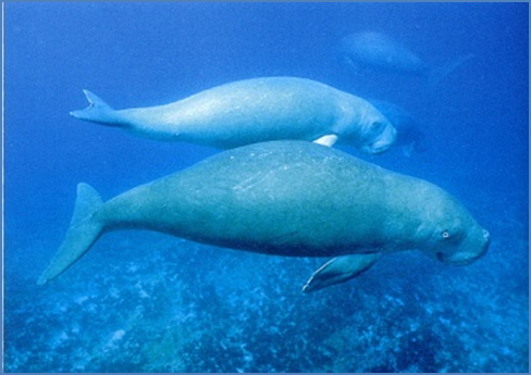 Mfahamu Nguva(Je, ndio yule samaki mtu?) | JamiiForums