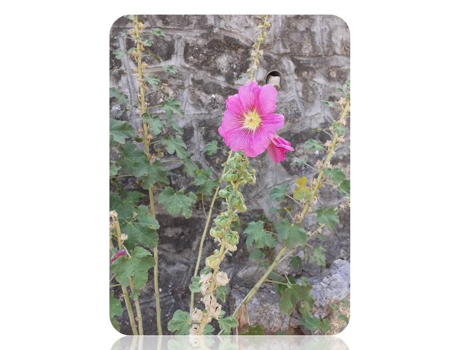 Les roses trémières - Les carnets de Calixte