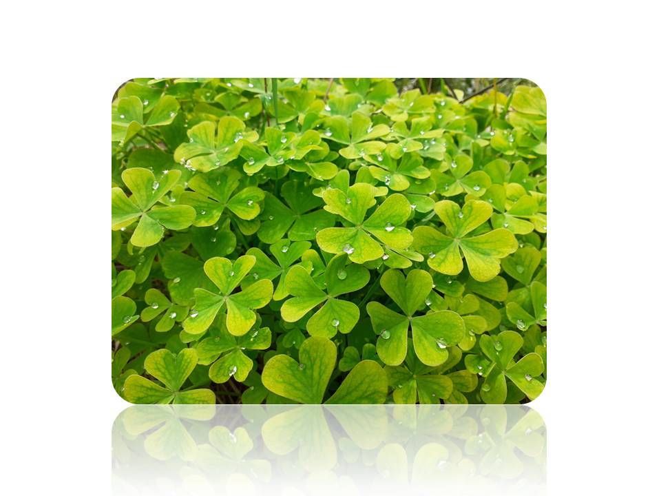 Pourquoi le trèfle est-il le symbole de l'Irlande ? - Les carnets de ...