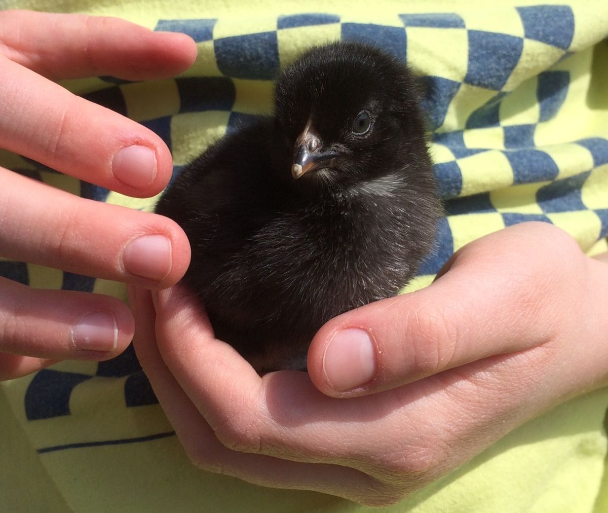 Maladies de poules - La poule et l'Homme