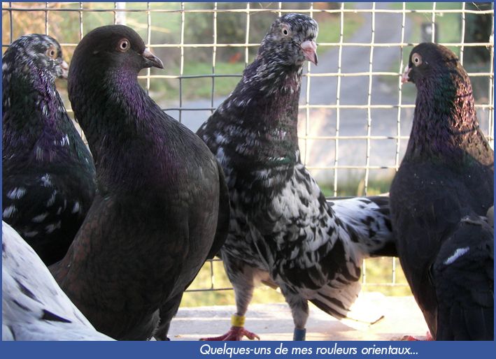 Conseils pour débutants - Les rouleurs orientaux