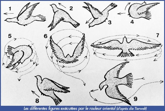-La présentation du rouleur oriental - Les rouleurs orientaux